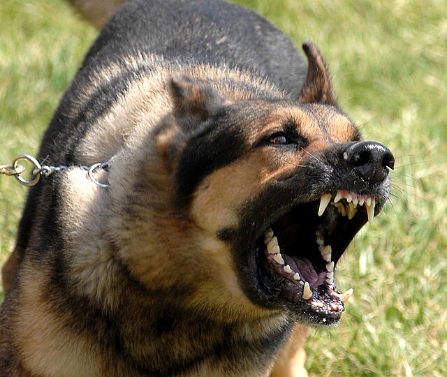 The Bark Defense: A 99.999% Successful Method for Keeping Emily Safe ...